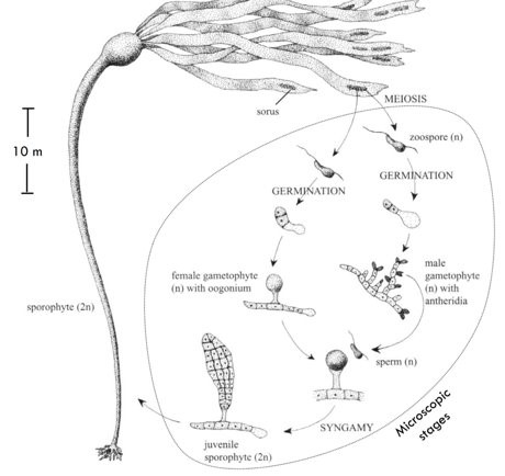Dynamics of Cold Water Overstory Kelp Forests, Forage Fish, and Salmon ...