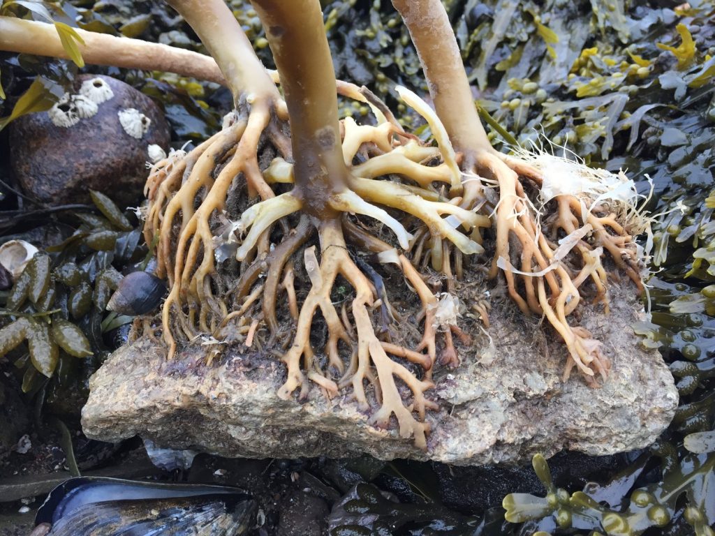 Dynamics of Cold Water Overstory Kelp Forests, Forage Fish, and Salmon ...